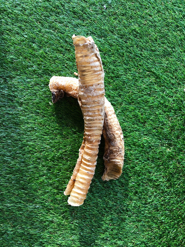 Buffalo Trachea approx. 25-30cm - The Pet Pantry Selsey
